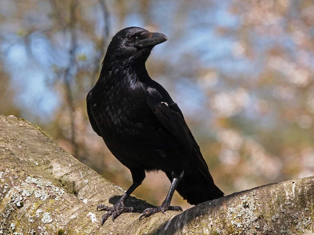 The Crow King | The princess Wikia | Fandom