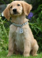 B-Dawg | The Pup House Wiki | Fandom