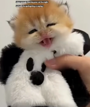 Panda Cat | The "R" Us Family Wiki | Fandom