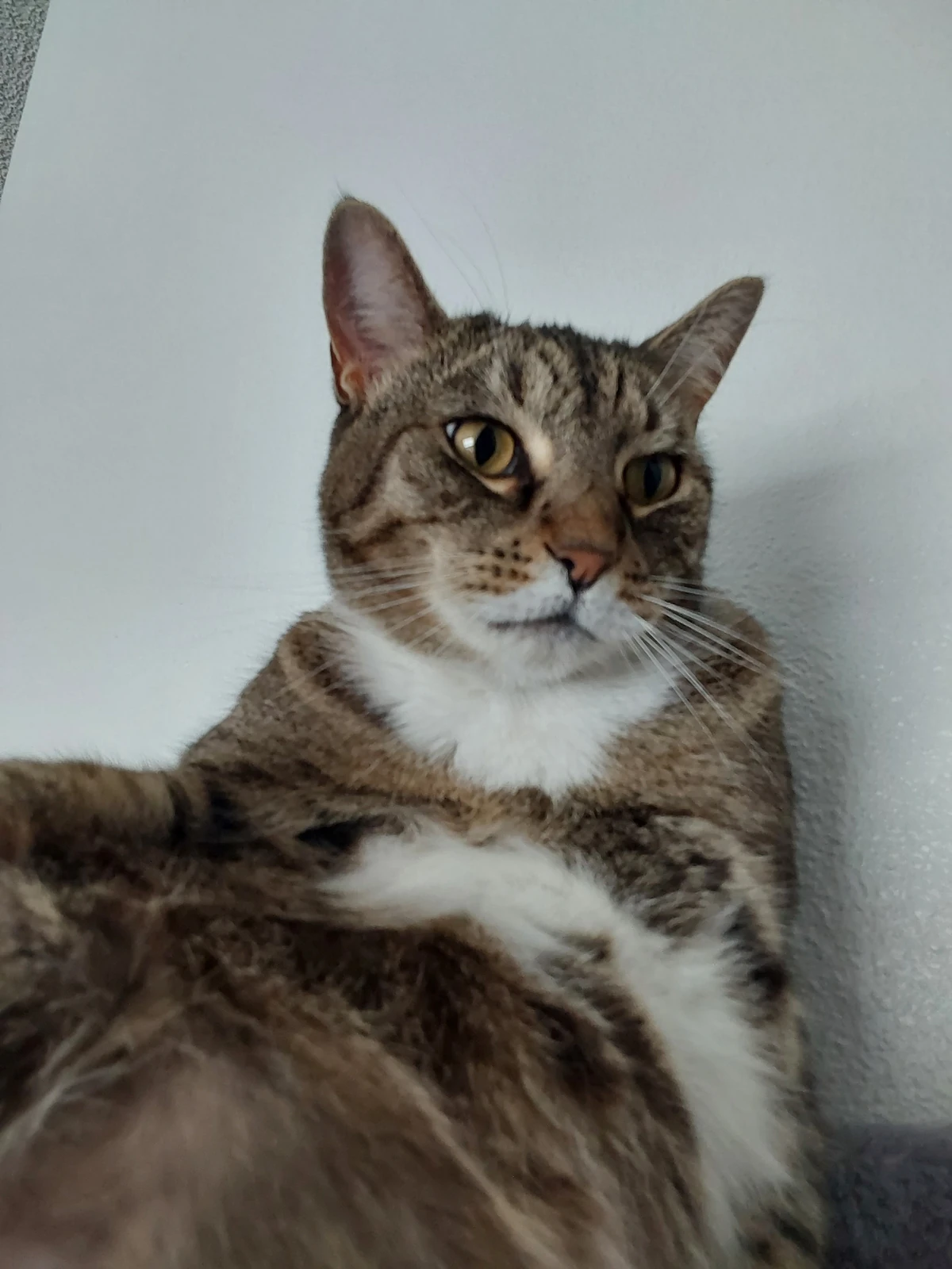 This cat | The Random Wiki | Fandom