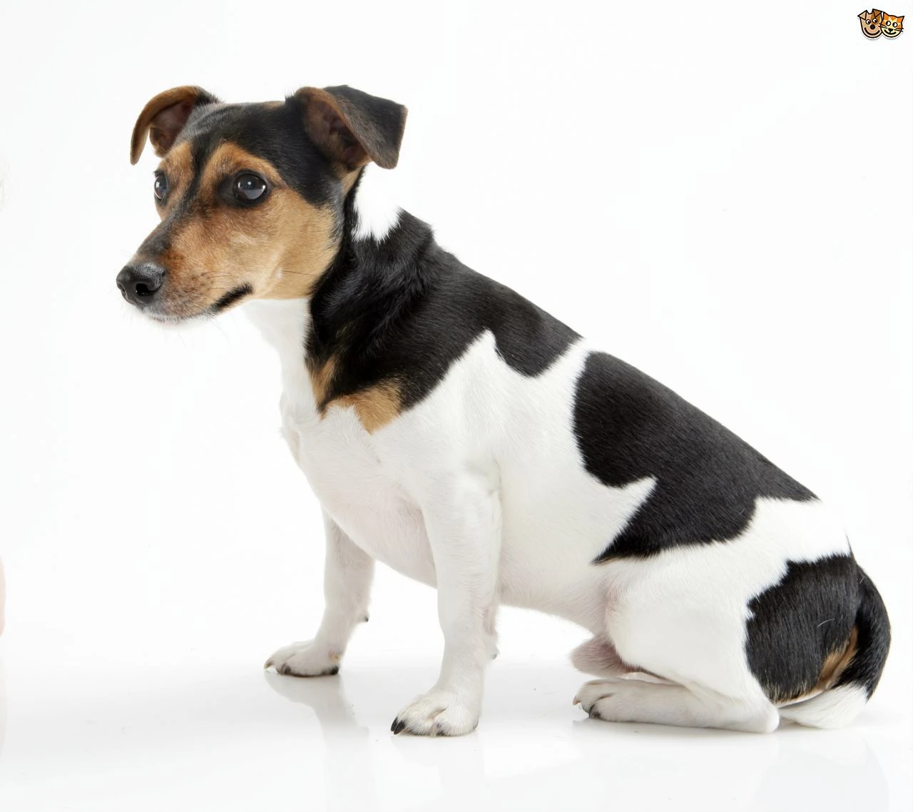 Jack Russell Terrier Black Spots