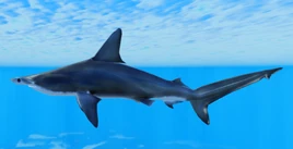 Scalloped hammerhead | The reef (ROBLOX) Wiki | Fandom