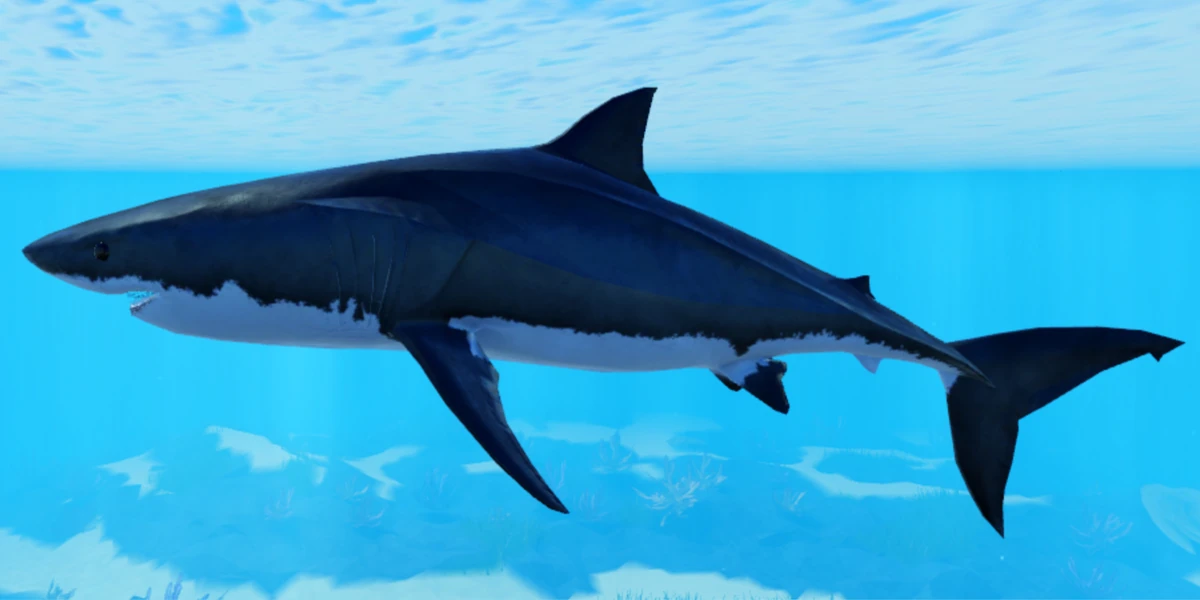 Great white shark | The reef (ROBLOX) Wiki | Fandom