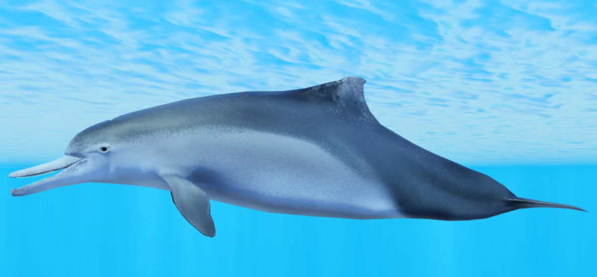 Australian humpback dolphin | The reef (ROBLOX) Wiki | Fandom