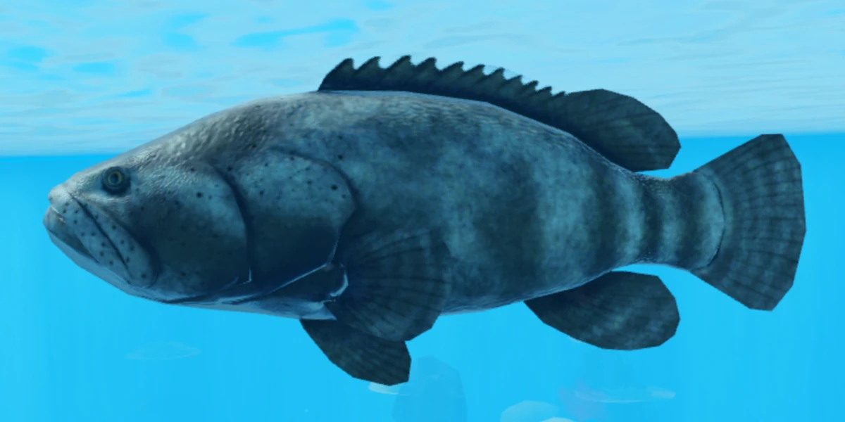 Atlantic goliath grouper | The reef (ROBLOX) Wiki | Fandom