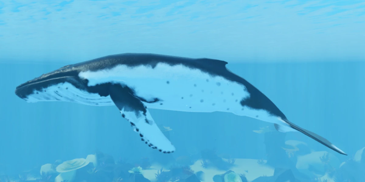 Humpback whale | The reef (ROBLOX) Wiki | Fandom