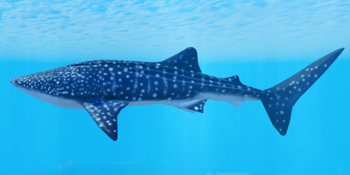 Whale shark | The reef (ROBLOX) Wiki | Fandom