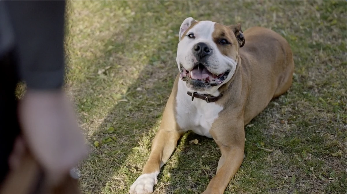 Kojo/Gallery | The Rookie Wiki | Fandom