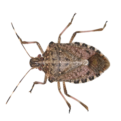 Jimmy (The Stink Bug) | The Rooms Ideas Wiki | Fandom