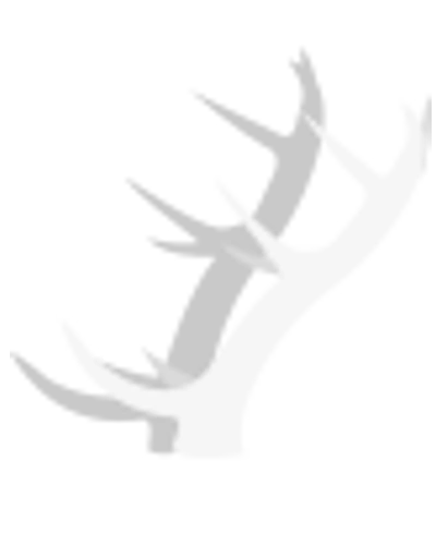 Antlers | The Sapling-Pedia | Fandom