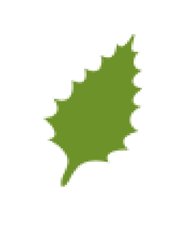 Nettle Leaf | The Sapling-Pedia | Fandom