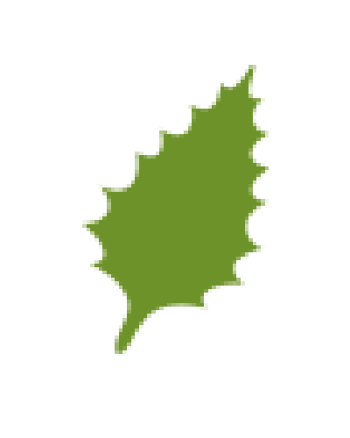 Nettle Leaf | The Sapling-Pedia | Fandom