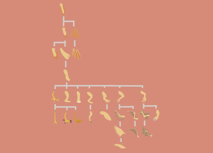 Limbs | The Sapling-Pedia | Fandom