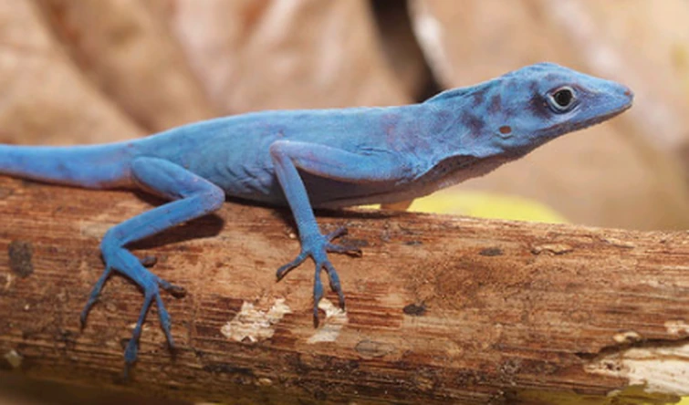 Lizzy the Lizard | The School Field Trip RP Wiki | Fandom