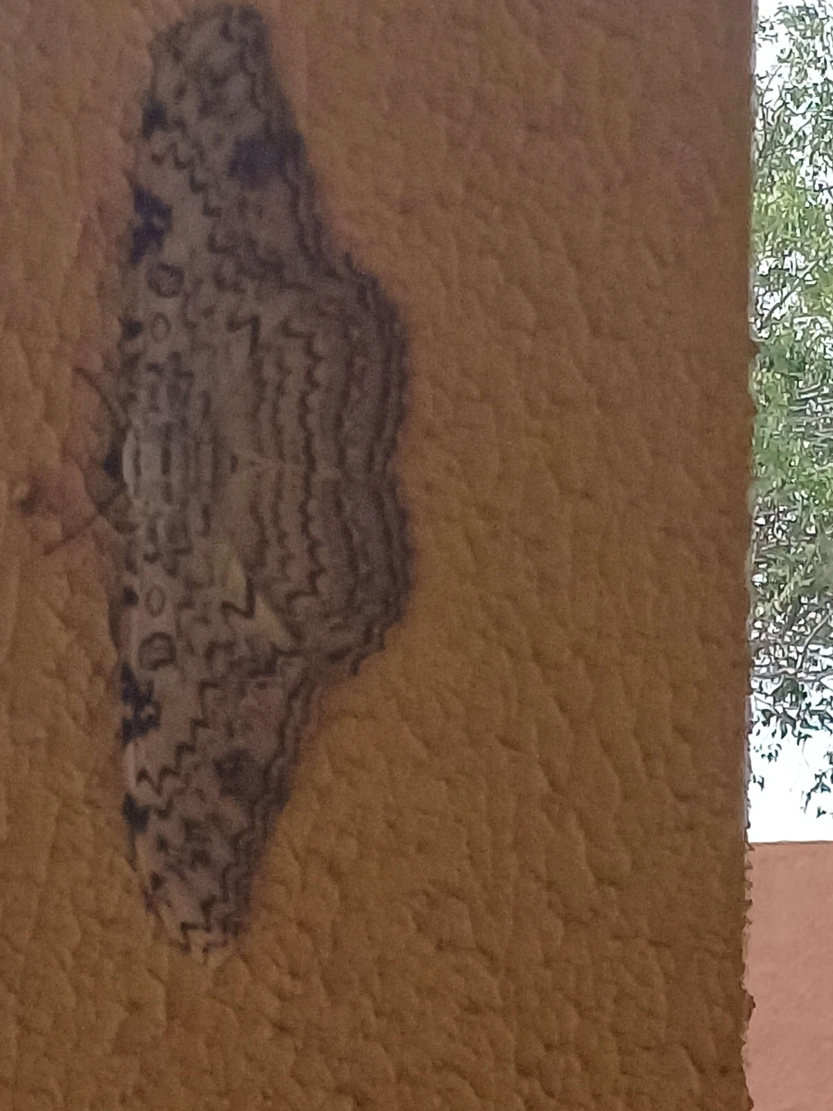 Entity 19: "Giant Wall Moths" | Schoolrooms Wiki | Fandom