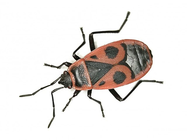 SCP-108-UA | The SCP Articles Wiki | Fandom