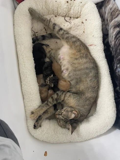 The O-5 Council Chatroom | The SCP Fan Foundation Wiki | Fandom