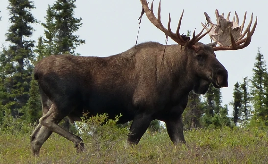 Real Moose Seah | The Seah Wiki | Fandom