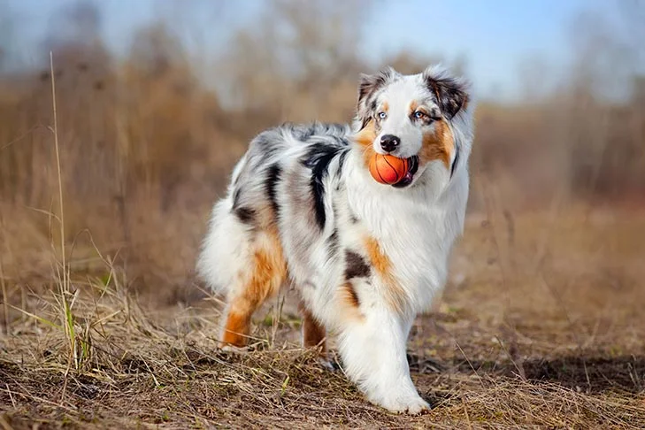 Australian Shepherd | The Secret Life Of Pets plus Wiki | Fandom