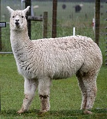 Alpacas | The Secret of Skinwalker Ranch Wiki | Fandom