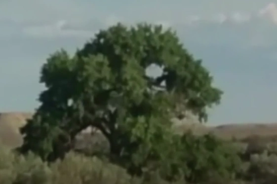 Hole In Tree | The Secret of Skinwalker Ranch Wiki | Fandom