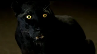 True Blood | The Series Wiki | Fandom