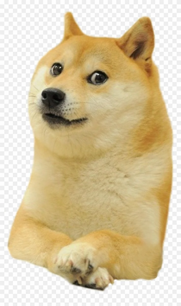 Doge | The Sidaba Bunch Wiki | Fandom