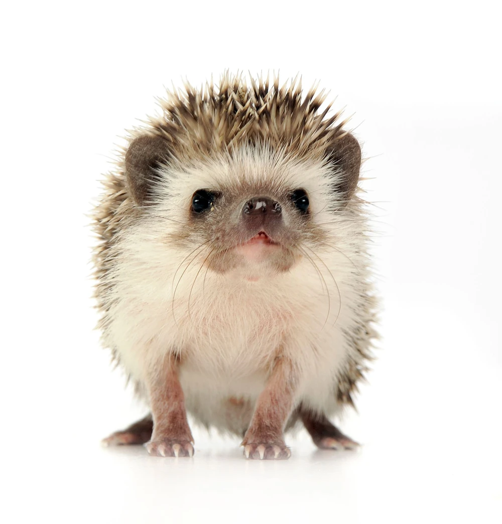 Humphry Hedgehog | The Sillers Fanon Wiki | Fandom