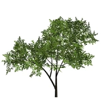 Trees | The Sims 2 Object Database Wikia | Fandom