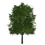 Trees | The Sims 2 Object Database Wikia | Fandom