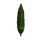 Trees | The Sims 2 Object Database Wikia | Fandom