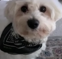 Bitcoin | The Sogopedia Wiki | Fandom