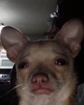 Simpleton | The Sogopedia Wiki | Fandom