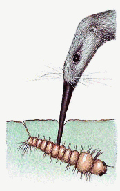 Pfrit | The Speculative Evolution Wiki | Fandom