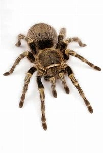 Chaco Tarantula | The Spider Wiki | Fandom