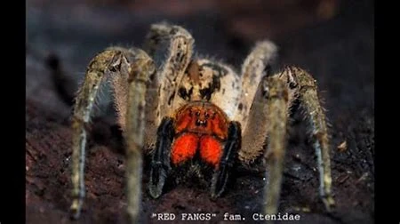 Red Fang Wandering Spider | The Spider Wiki | Fandom