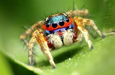 Jumping Spider | The Spider Wiki | Fandom