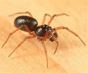 Dwarf Spider | The Spider Wiki | Fandom