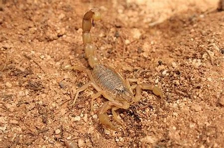 Common European Scorpion | The Spider Wiki | Fandom