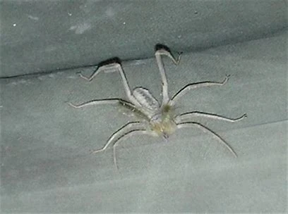 Wind Spider | The Spider Wiki | Fandom