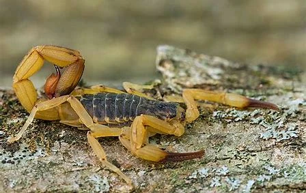 Deathstalker Scorpion | The Spider Wiki | Fandom