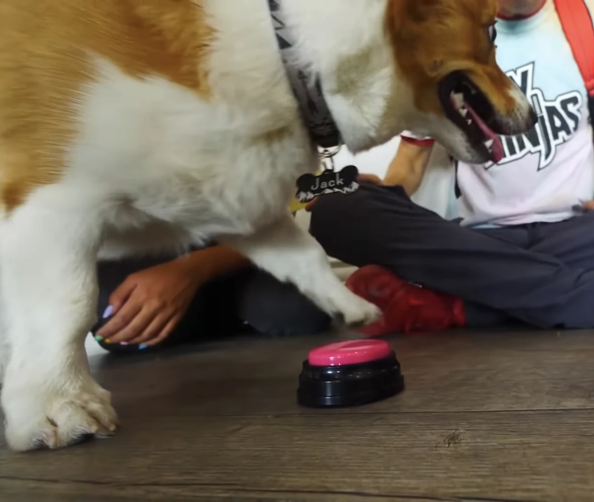 Category:Dogs | The Spy Ninjas Wiki! | Fandom