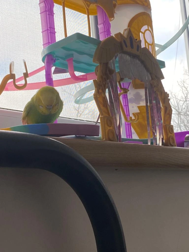 Coco/Gallery | The Sun and Moon Cats Wiki | Fandom