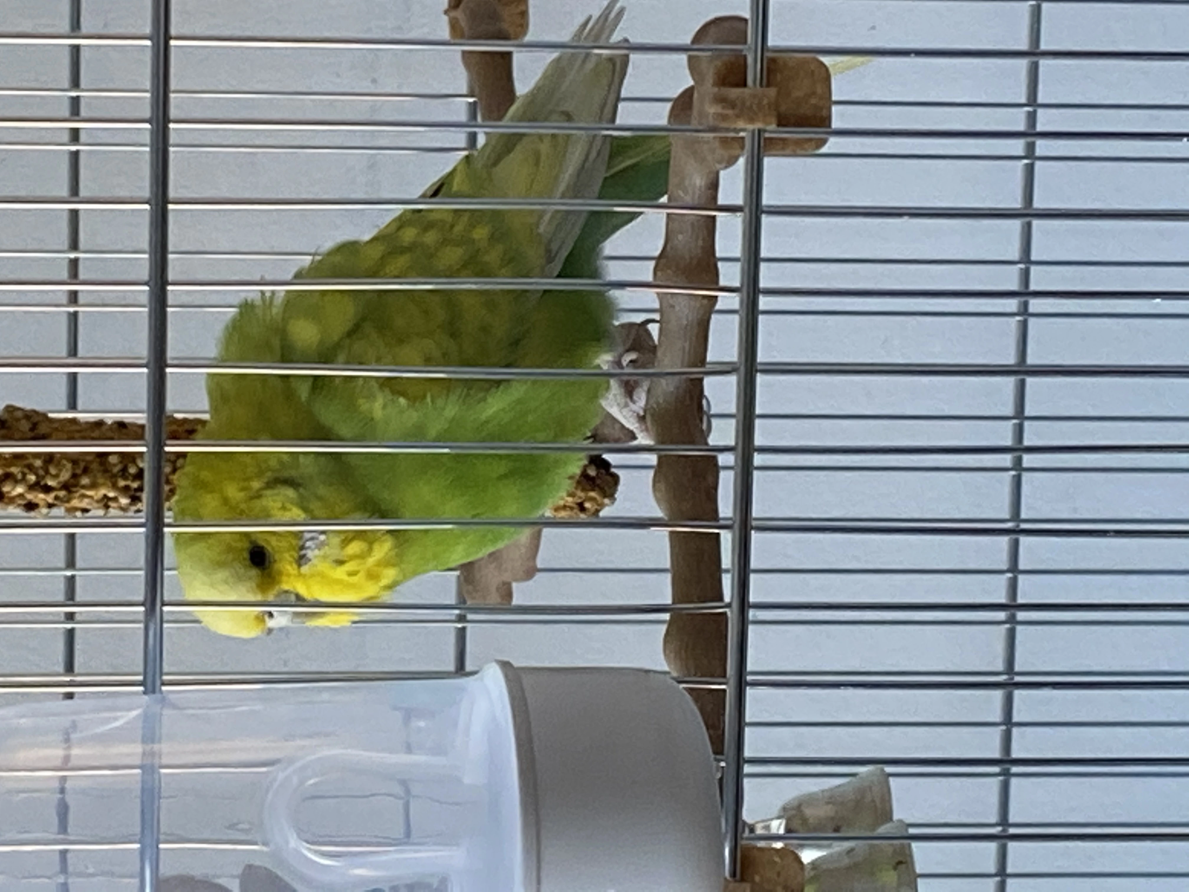 Discuss Everything About The Sun and Moon Cats Wiki | Fandom