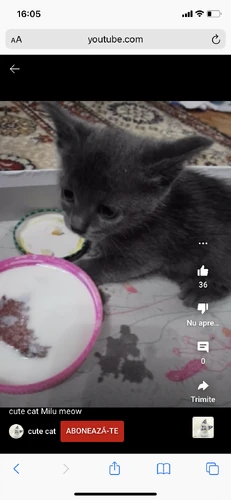 Milu | The Sun and Moon Cats Wiki | Fandom