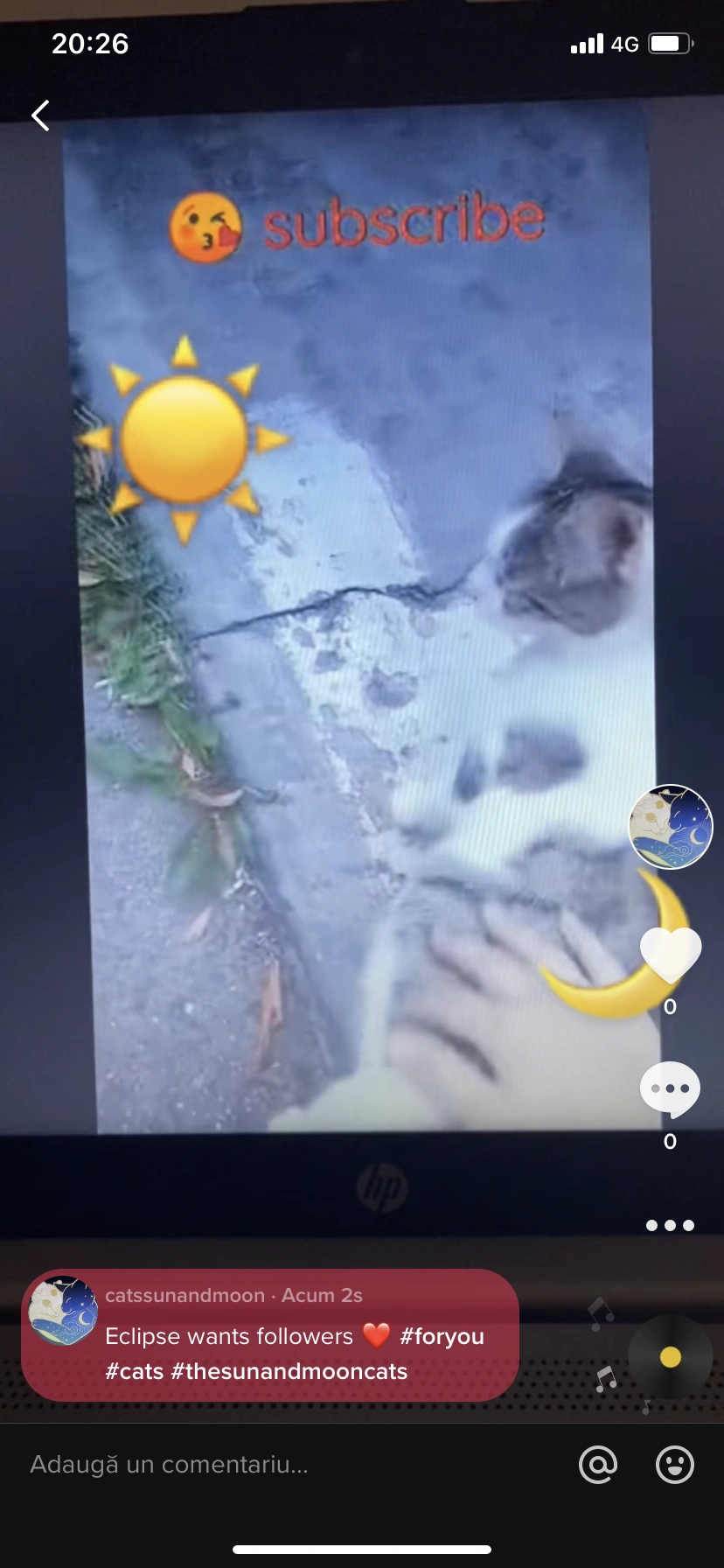 Eclipse | The Sun and Moon Cats Wiki | Fandom