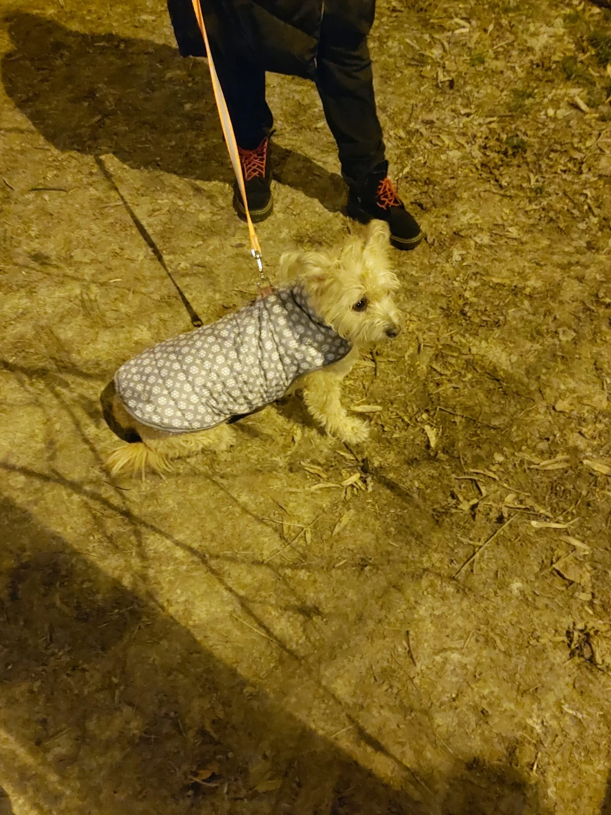 Dori | The Sun and Moon Cats Wiki | Fandom