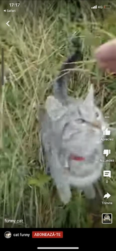 Sienna | The Sun and Moon Cats Wiki | Fandom