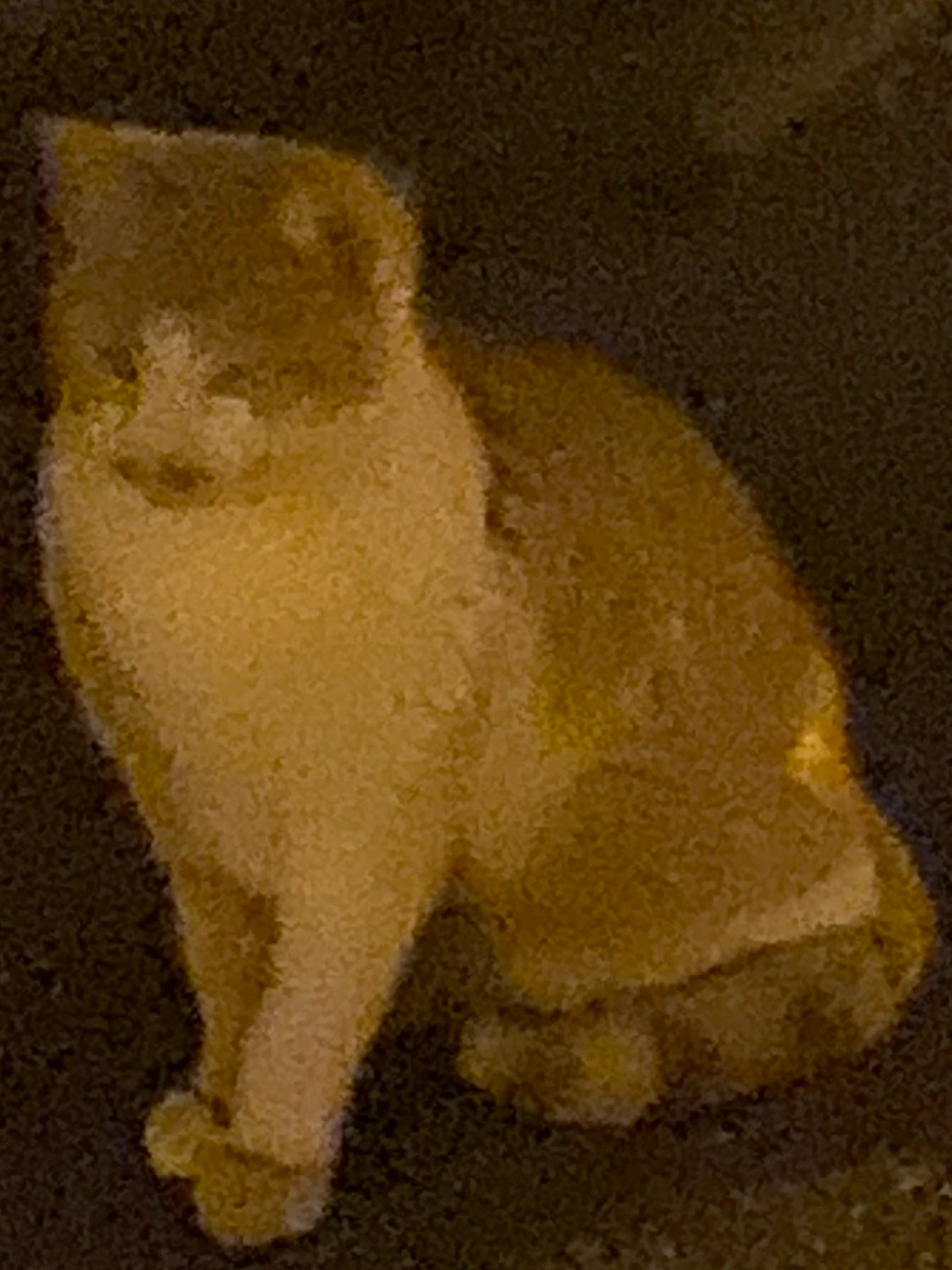 Bicu | The Sun and Moon Cats Wiki | Fandom