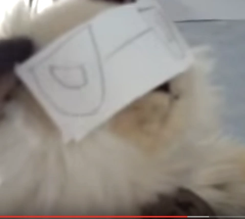 Unnamed Cat | The Super Violent Mario Bros Wiki | Fandom